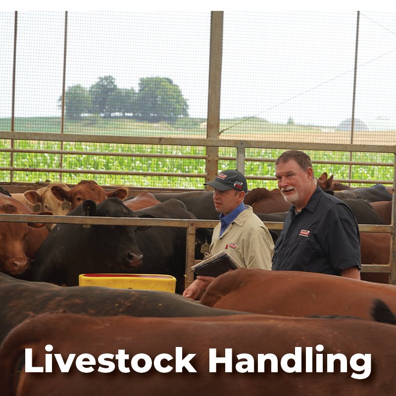 Livestock Handling