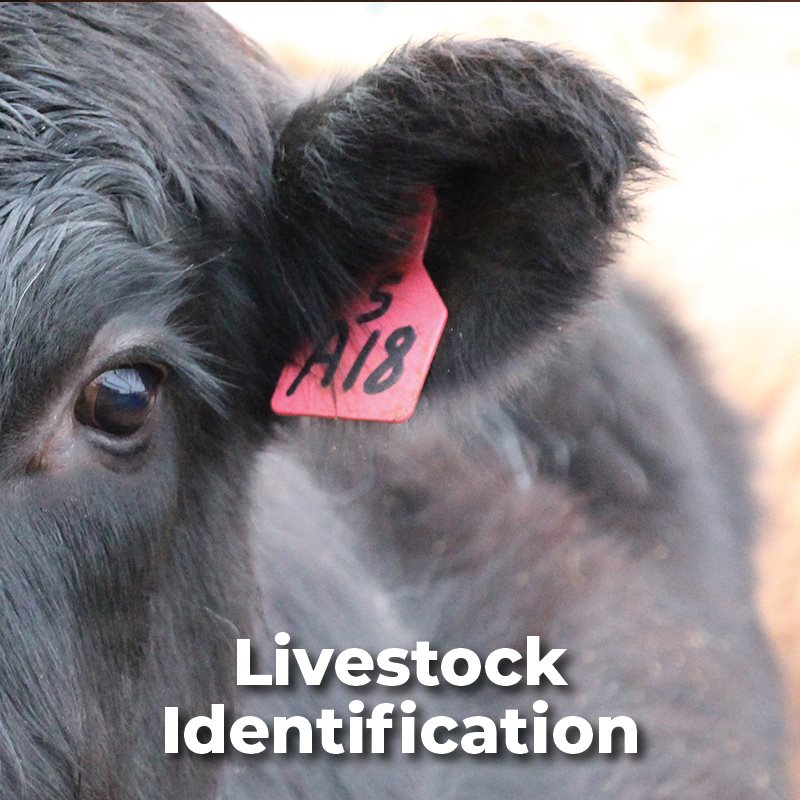 Livestock Identification