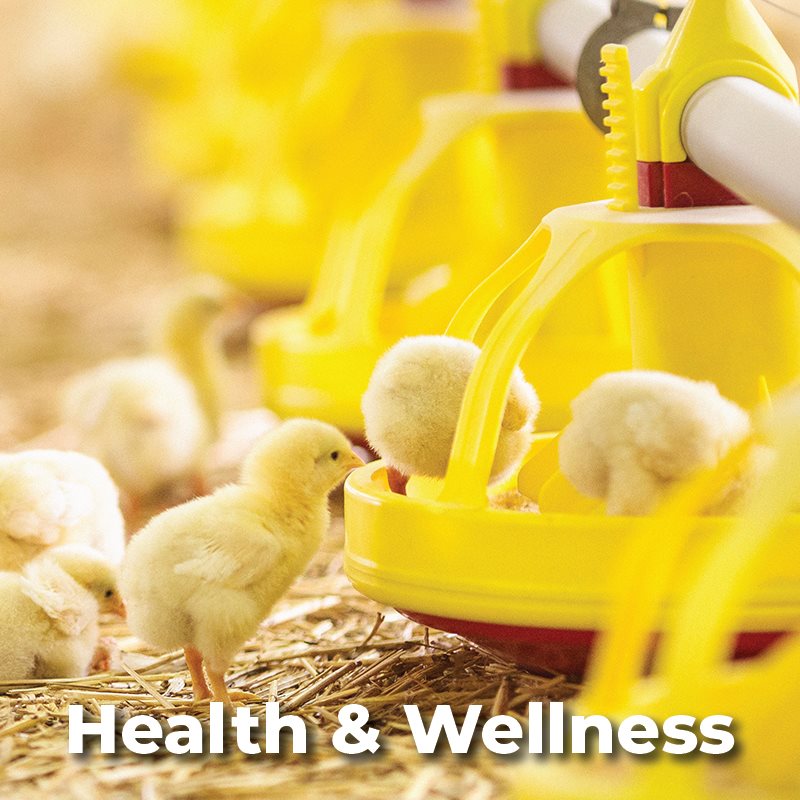 Poultry Health & Wellness
