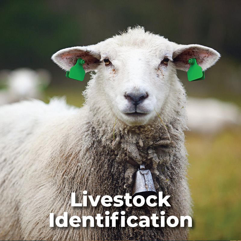 Livestock Identification