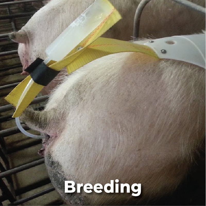 Breeding