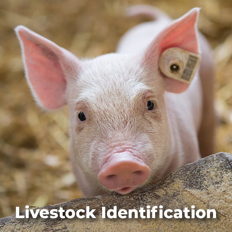 Livestock Identification